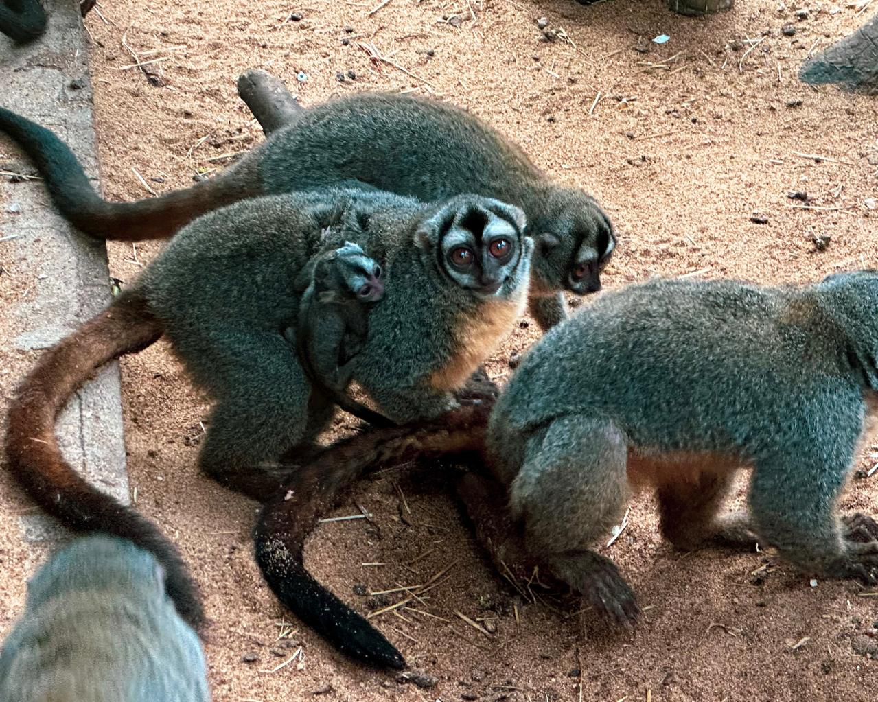 A família aumentou: Nasce primeiro filhote de macaco-da-noite no Dreams ...